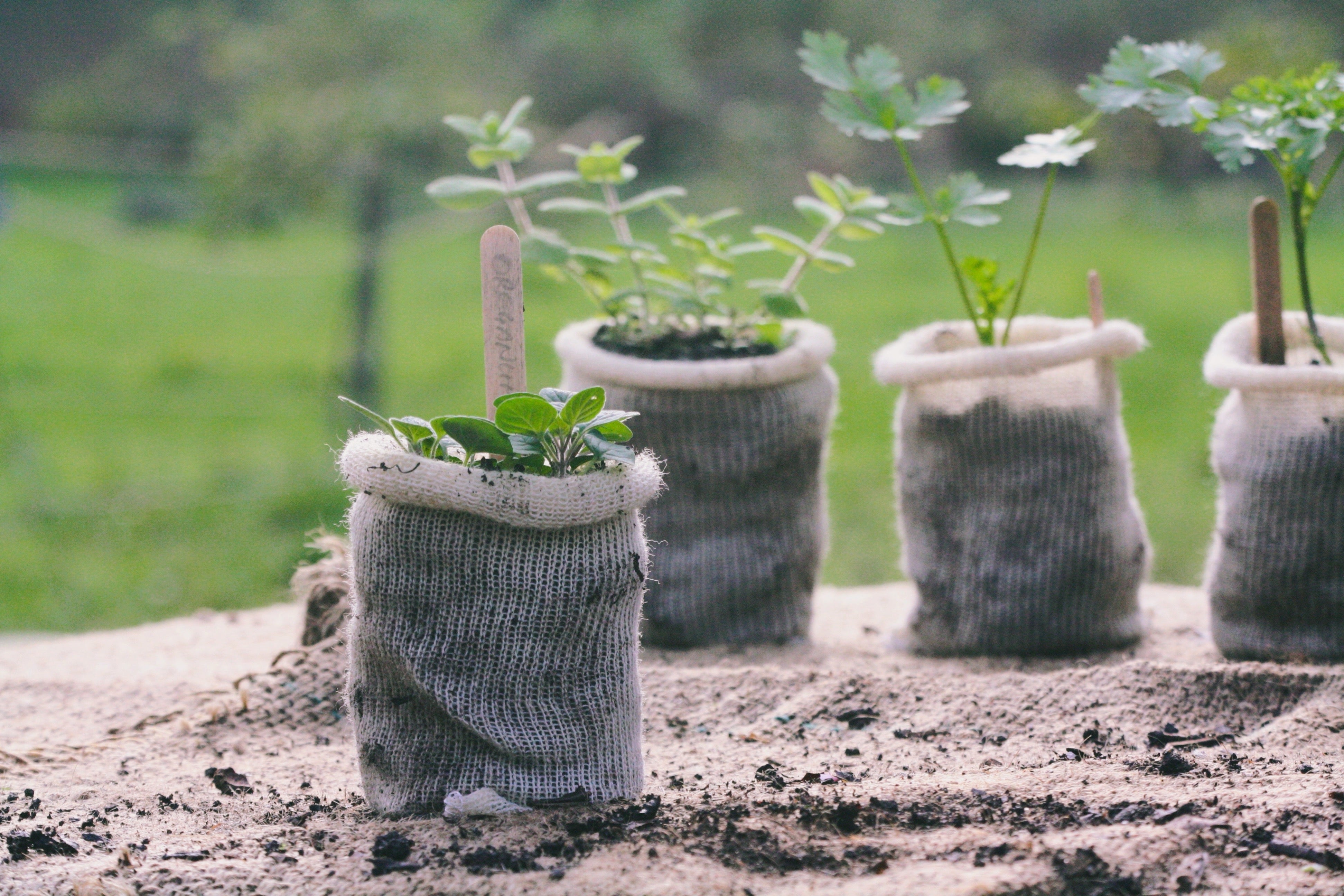 Wool Pots - Pack of 10 – GetComposting